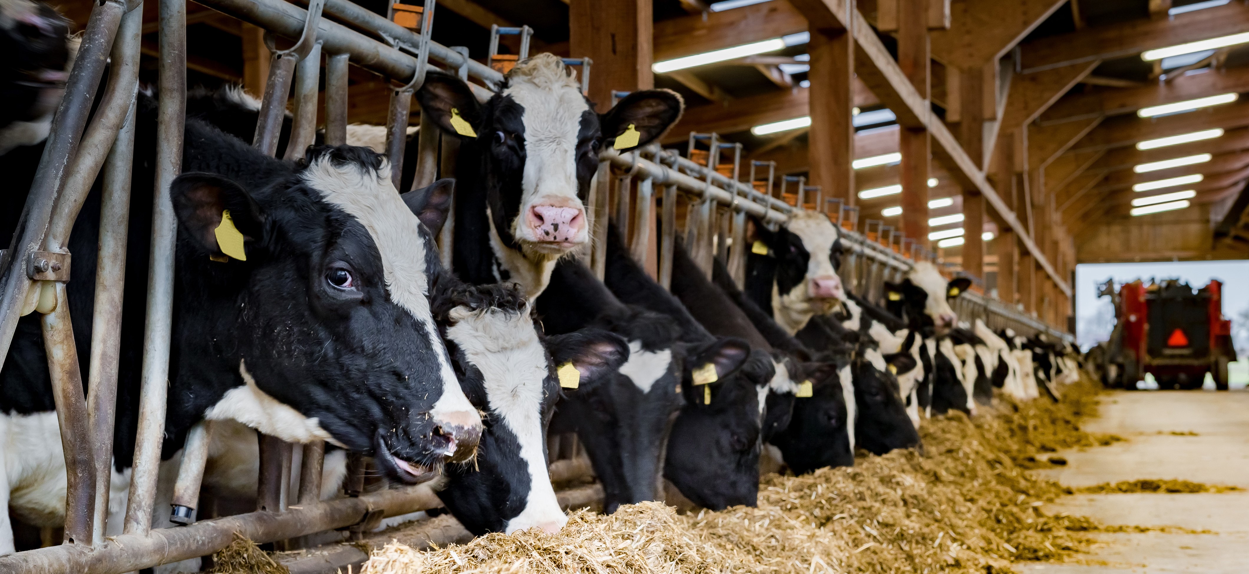 LED Stable lighting | Any-lamp